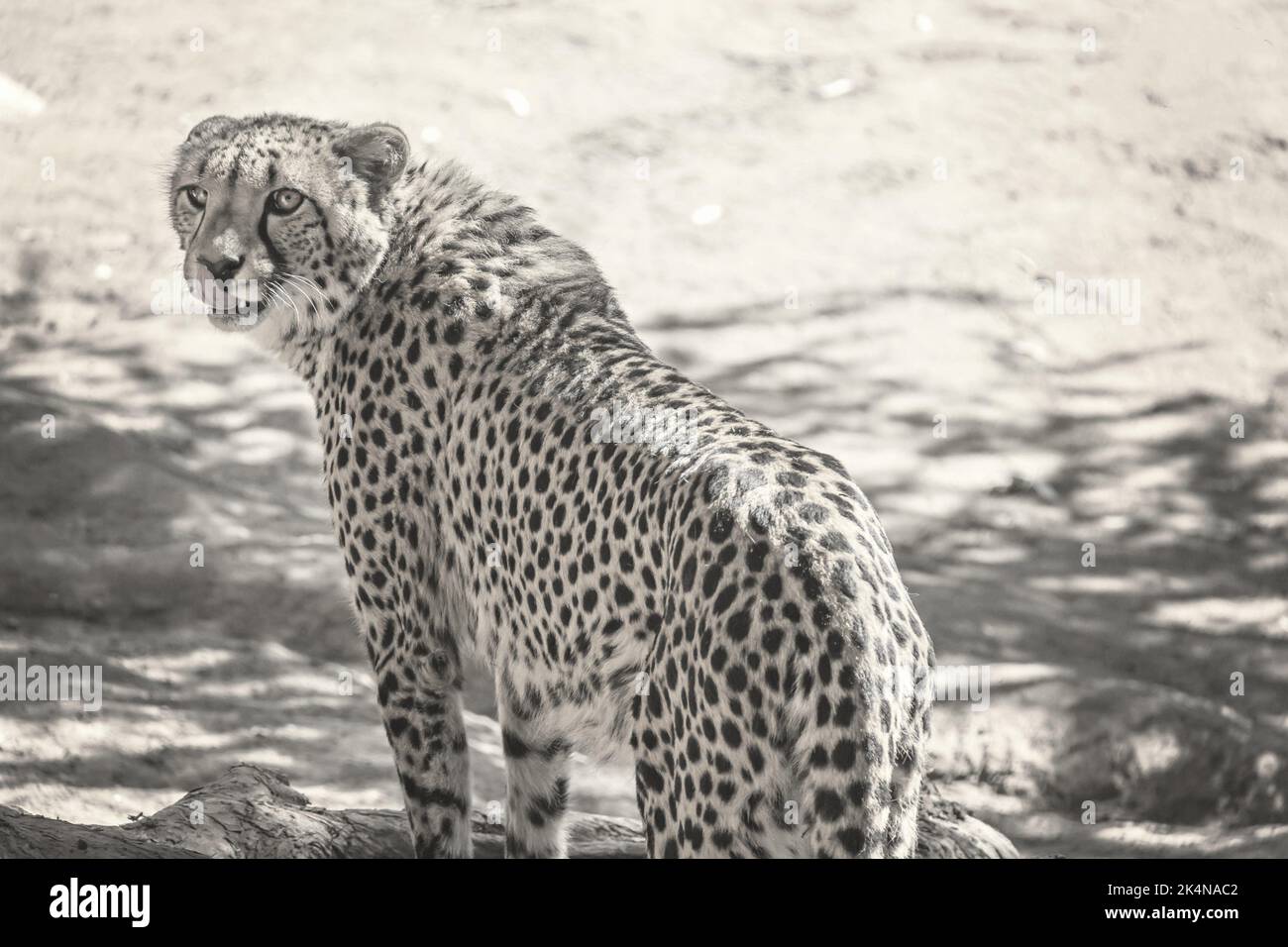 Cheetahs in wild hi-res stock photography and images - Alamy