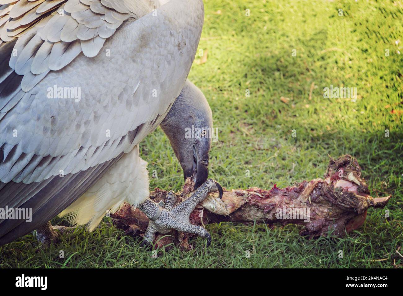 Vulture Eating Flesh