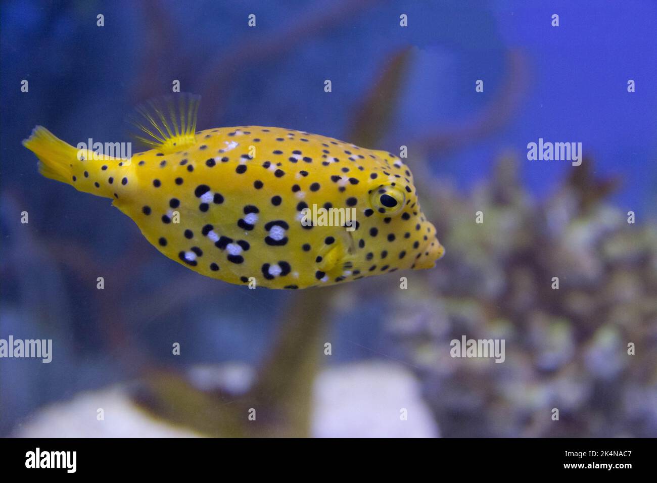 Cute fish hi-res stock photography and images - Alamy