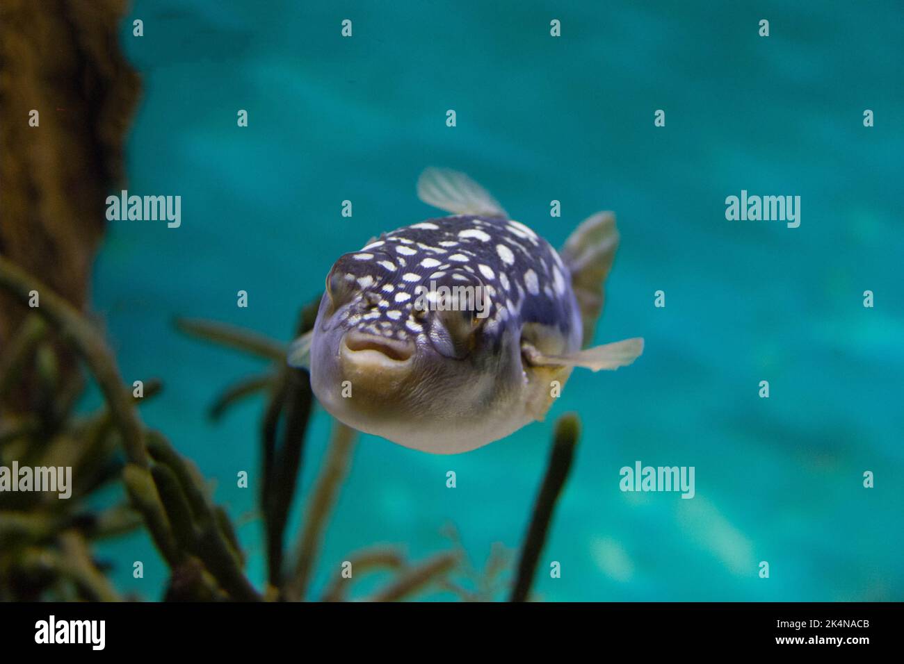 Yellow puffer fish hi-res stock photography and images - Alamy