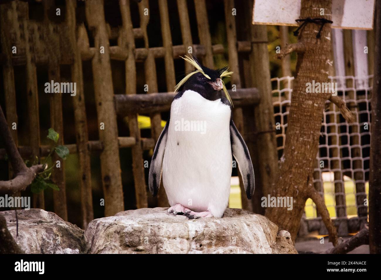 Penguinmemes hi-res stock photography and images - Alamy