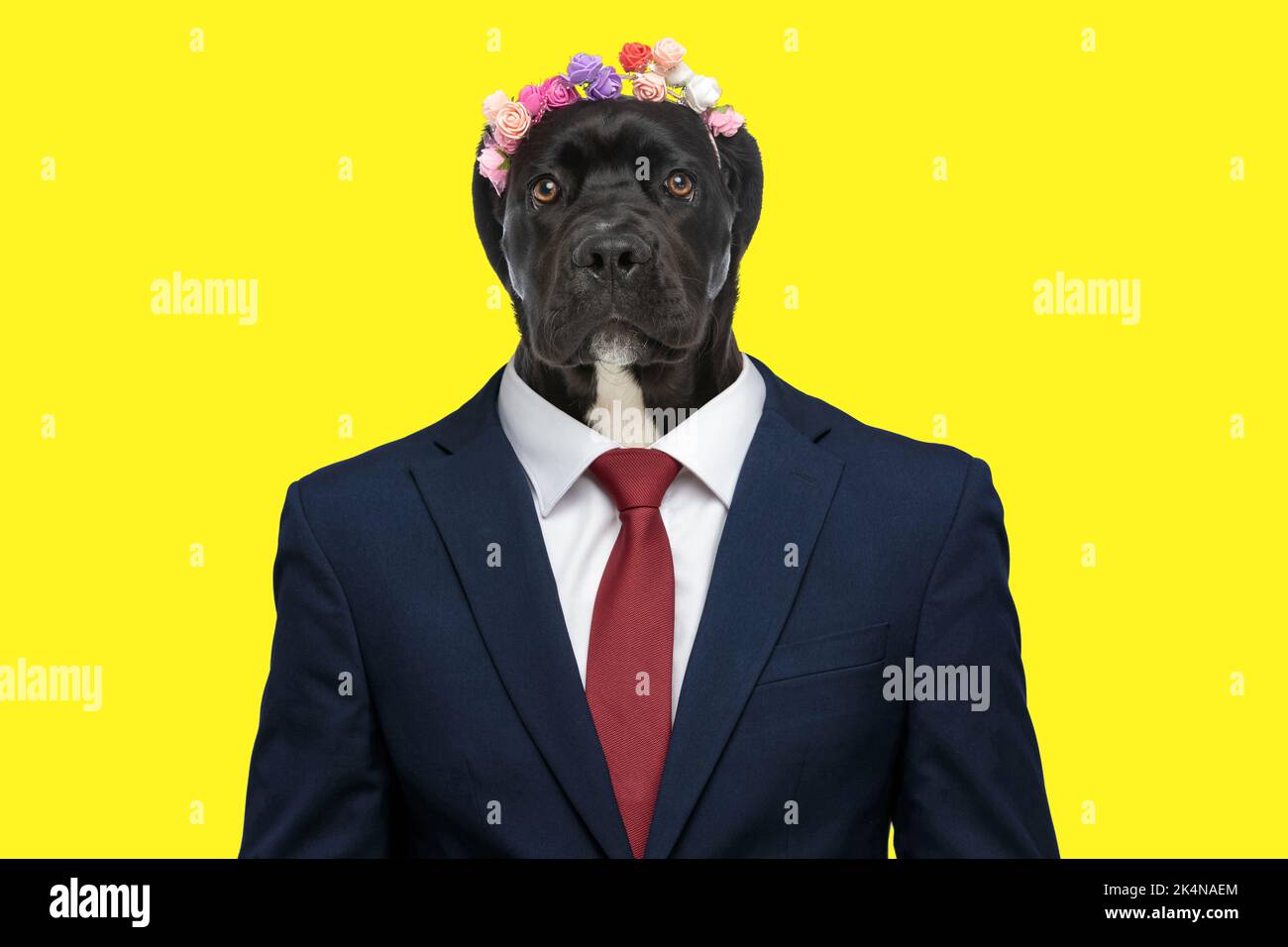 cute business labrador dog with flowers headband posing in a serious ...
