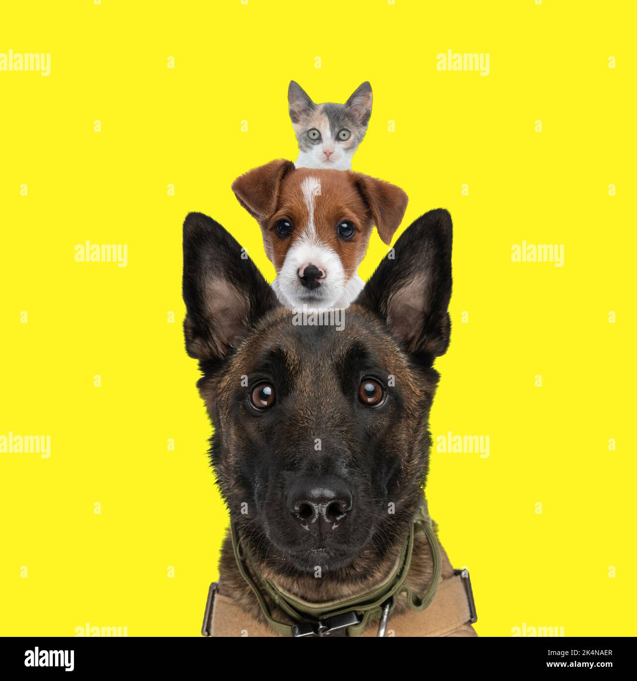 pyramid of german shepherd dog carrying a jack russell terrier dog and ...