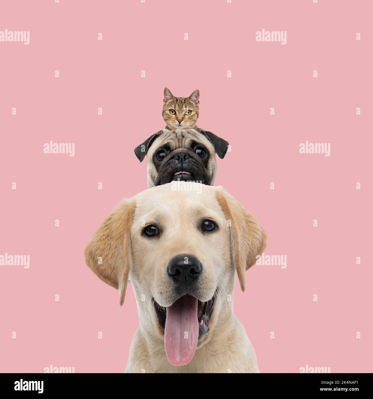 golden retriever dog carrying on his shoulders a pug dog and a metis ...