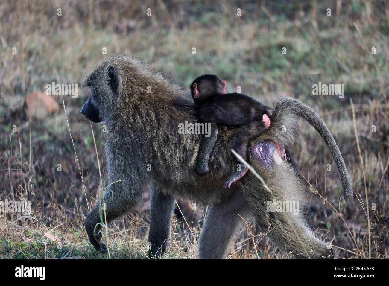 A baby monkey on its mother's back on a safari Stock Photo - Alamy