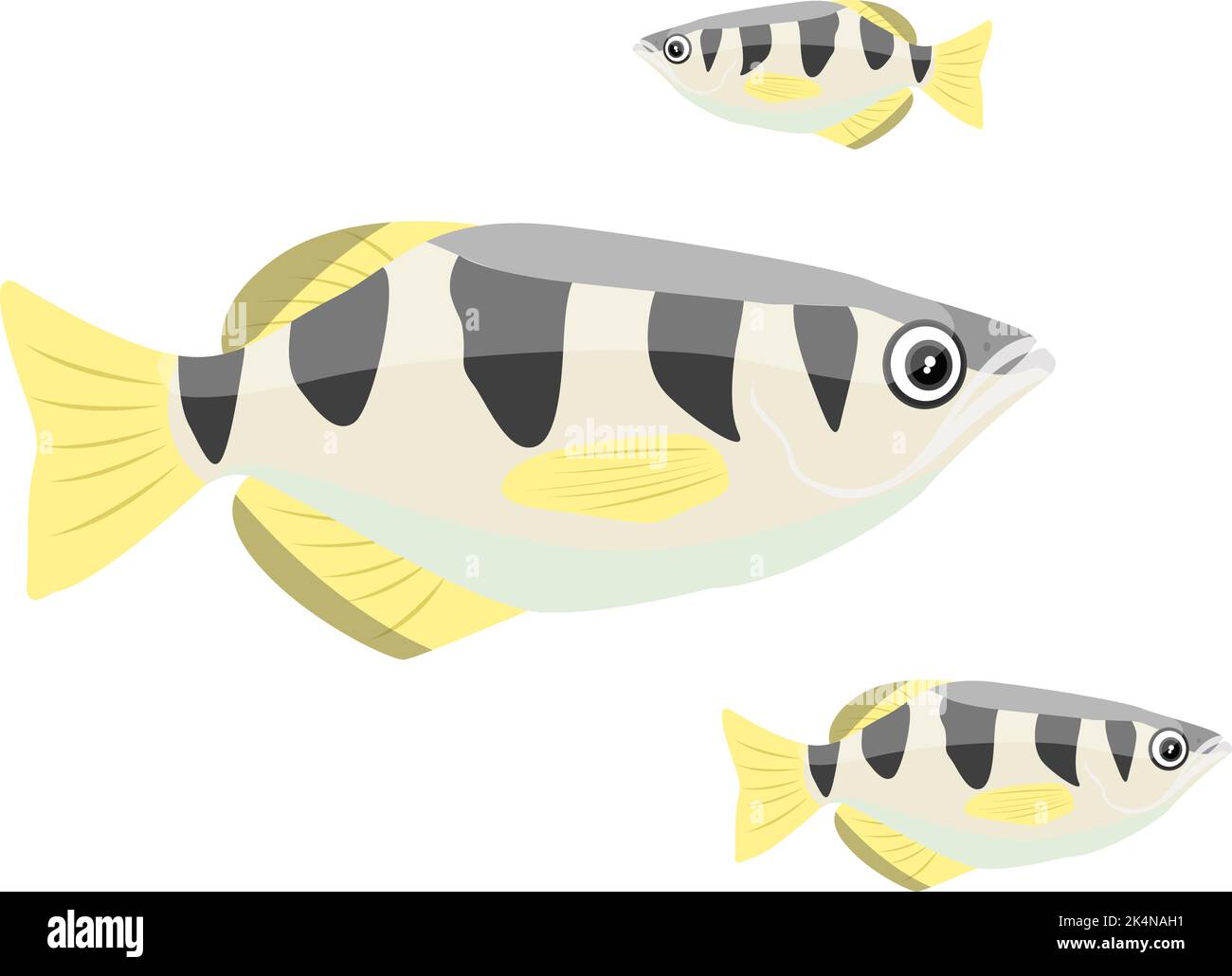 Archer Fish Clipart at Rose Slaughter blog