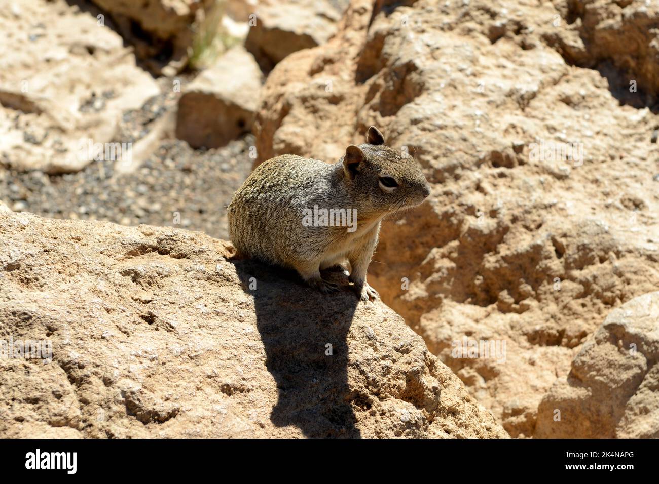 Albert's Squirrel and called the tassel-eared Squirrel at the Grand ...