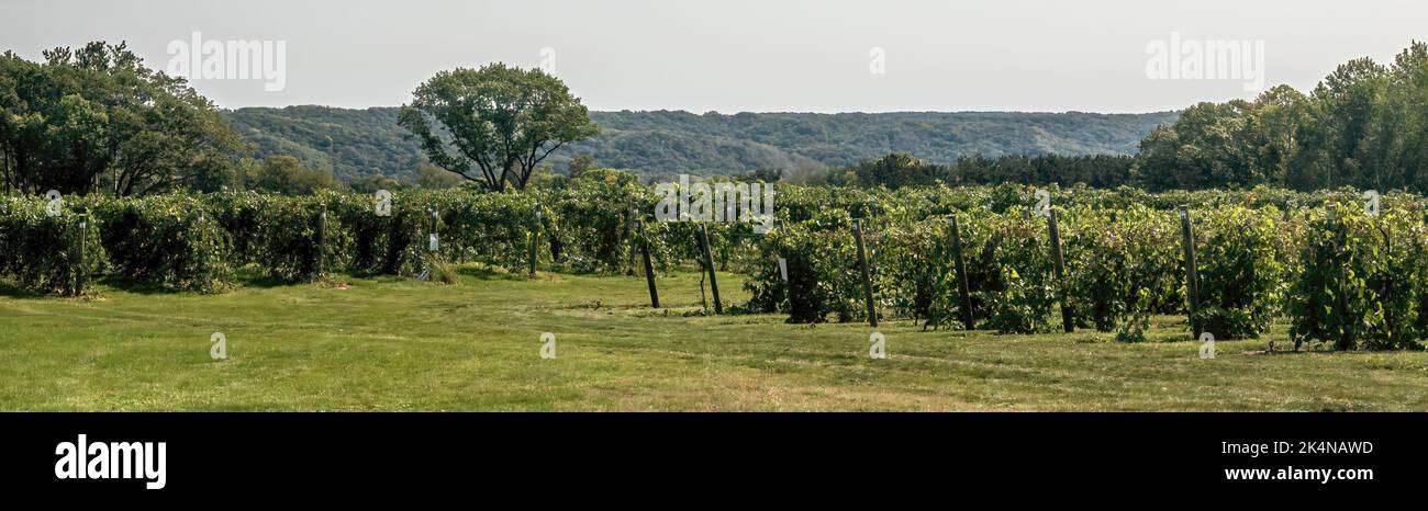 Grapevines and the landscape at harvest time on a late summer day at ...