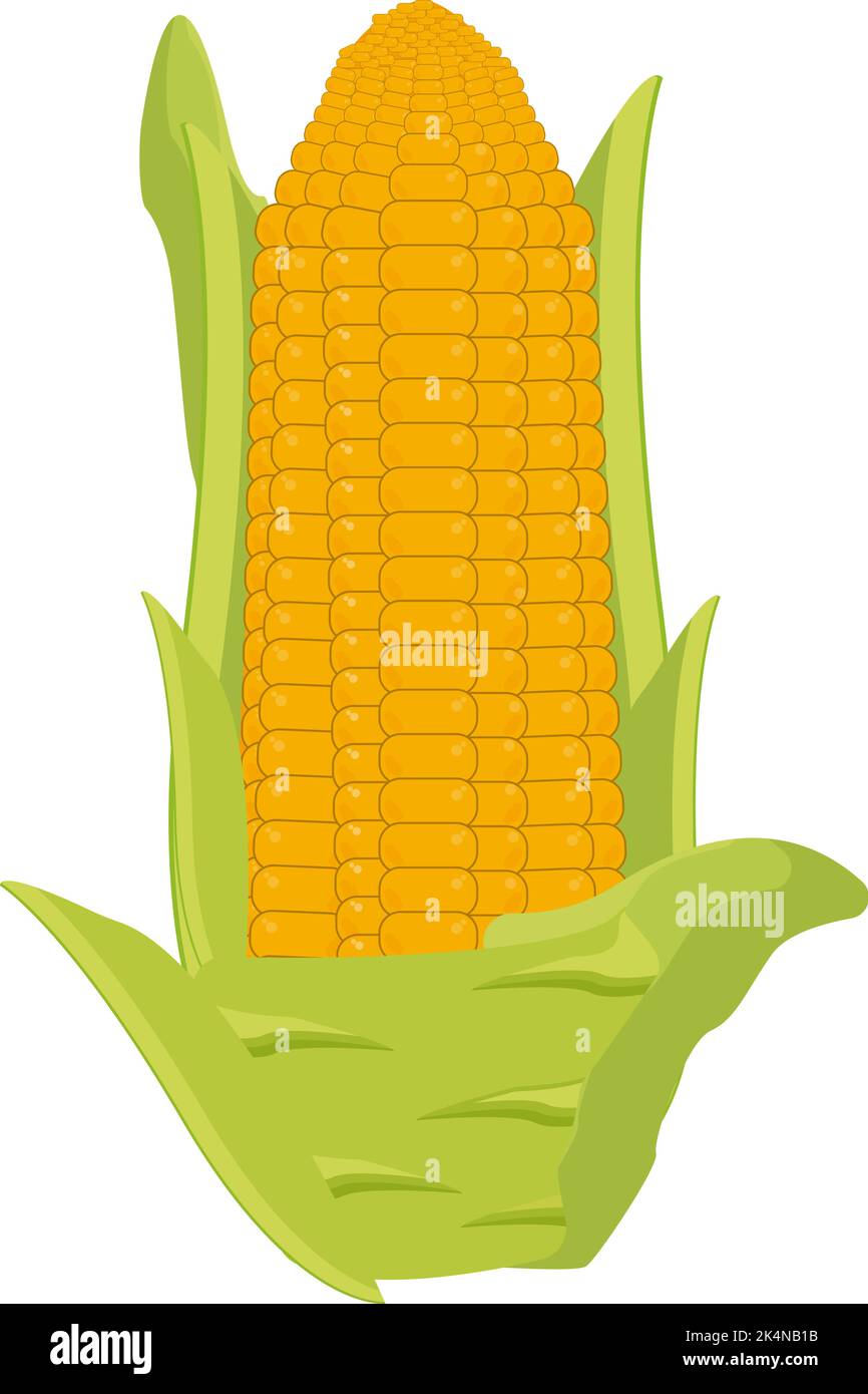 Corn on the cob, illustration, vector on a white background Stock ...