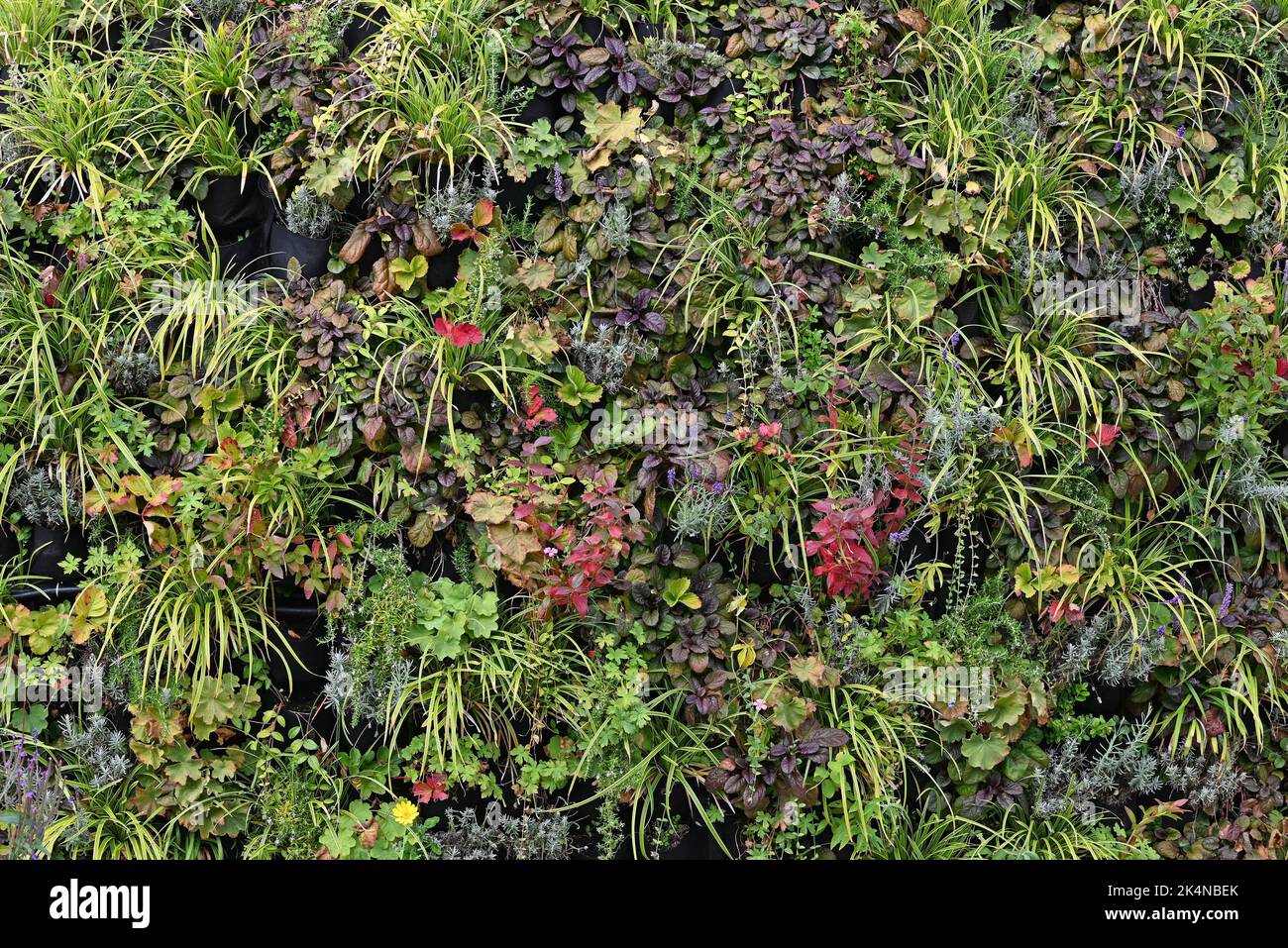 Green wall, eco friendly vertical garden on building Stock Photo - Alamy