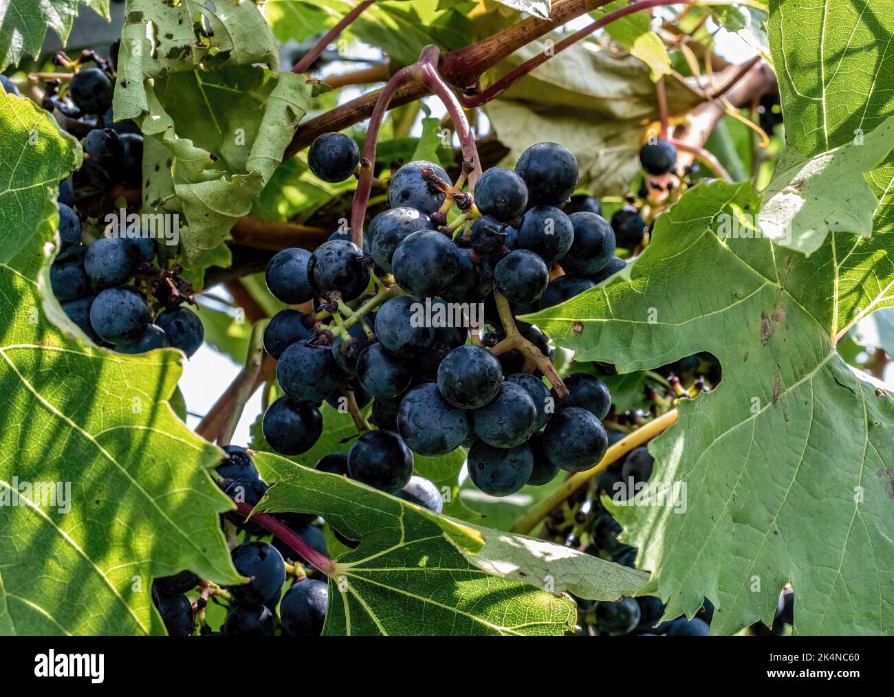 Purple grapes growing on the vine at harvest time on a late summer day ...