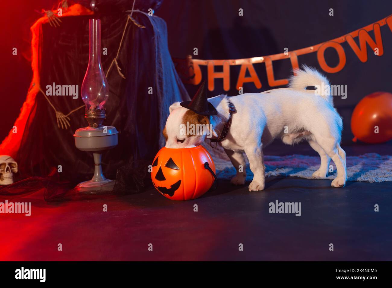 Halloween celebration concept. Funny dog eating from halloween pumpkin ...
