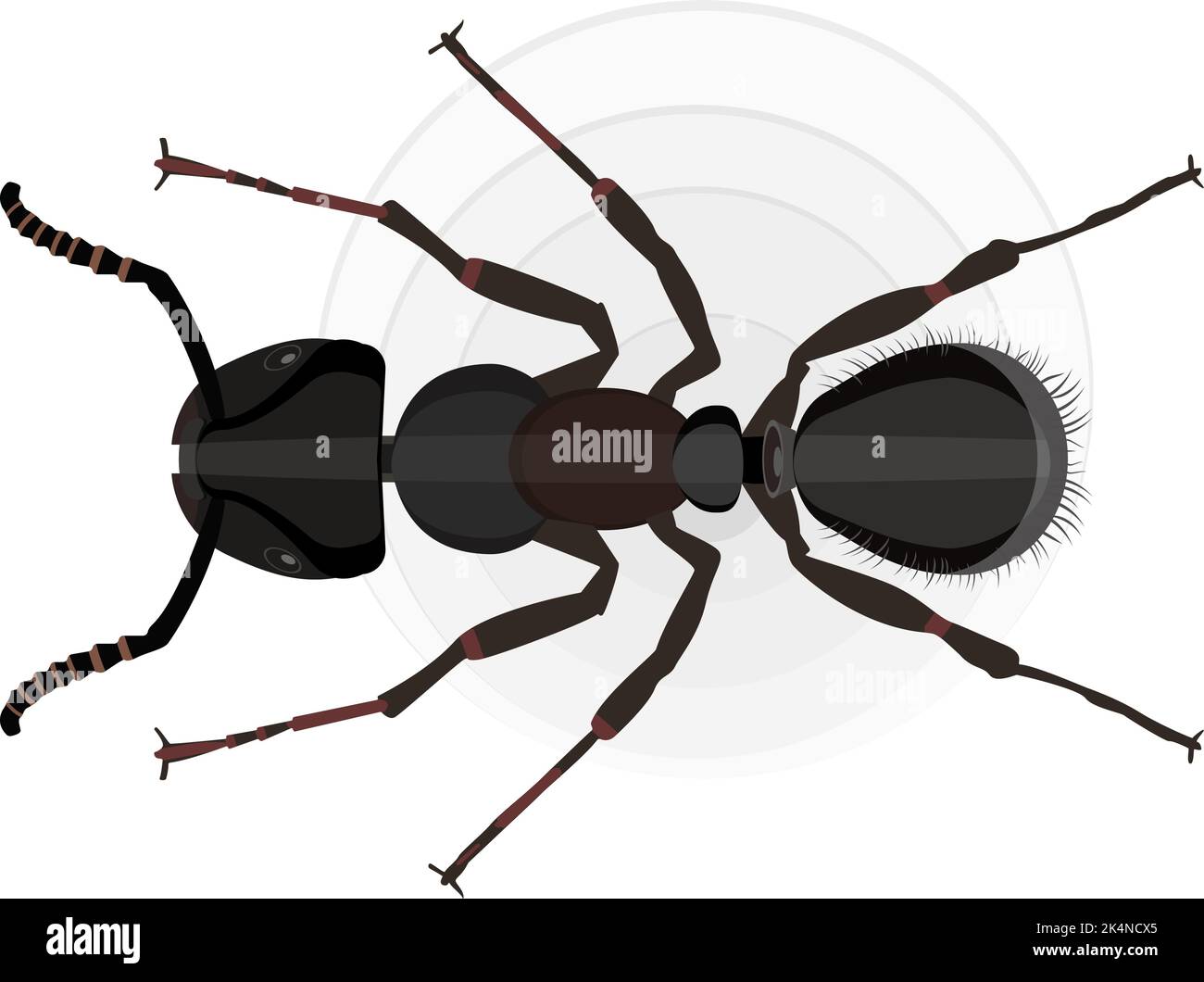 Black ant, illustration, vector on a white background Stock Vector ...