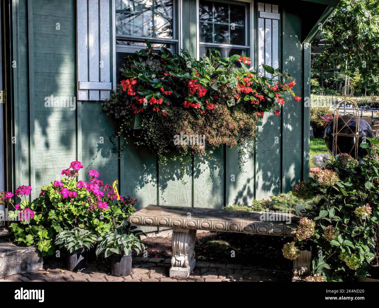 Beautiful windowbow full of begonias and coleus with geraniums and ...