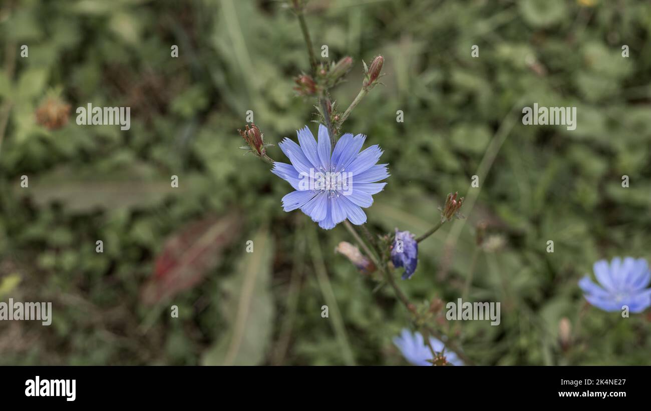 Blue common chicory flower (Cichorium intybus) in a meadow Stock Photo ...