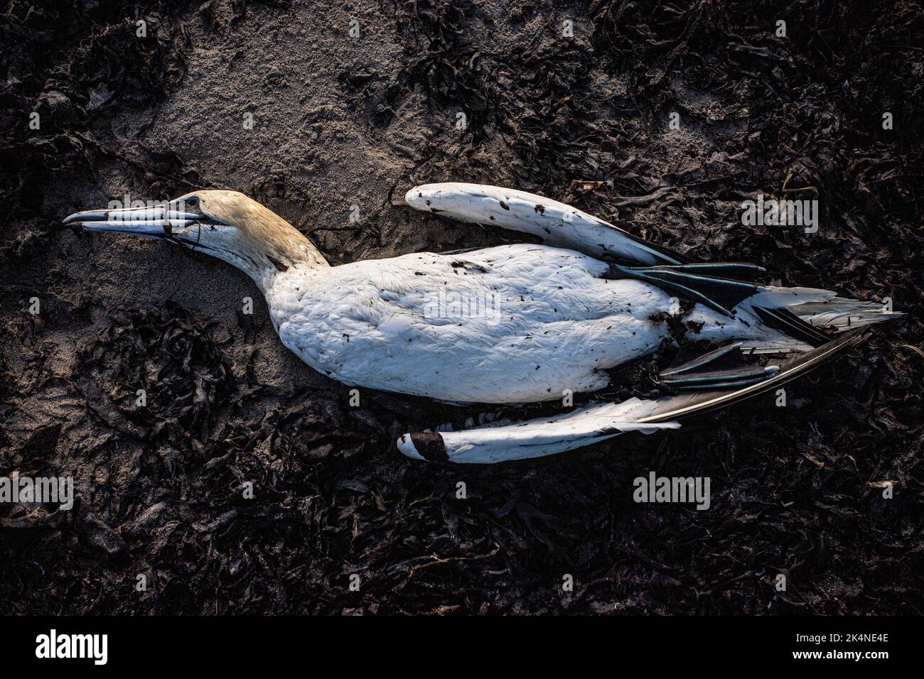 Dead seabird hi-res stock photography and images - Alamy