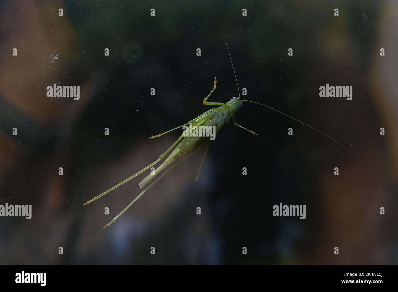 Grasshopper larva that clings to the window glass Stock Photo - Alamy