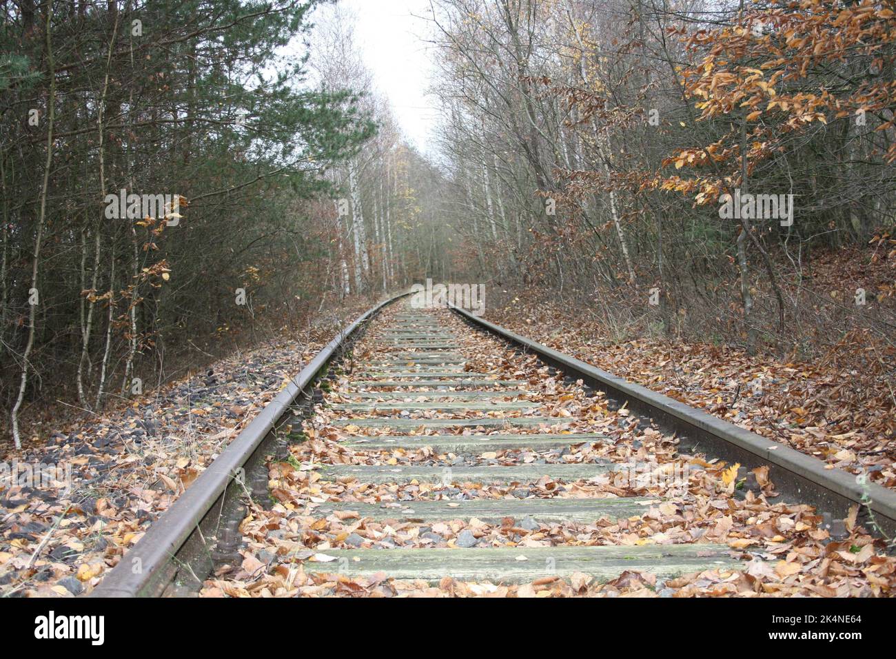 An empty railway track surrounded by dry leafless trees in fall Stock ...