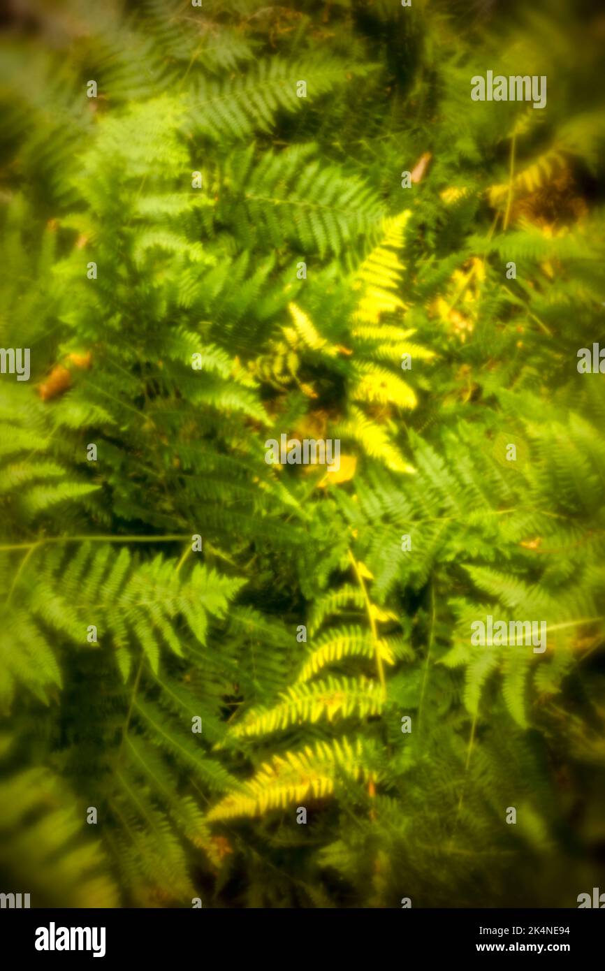 Age-defying, digital, premium, eye-catching, stand-out, high resolution ...