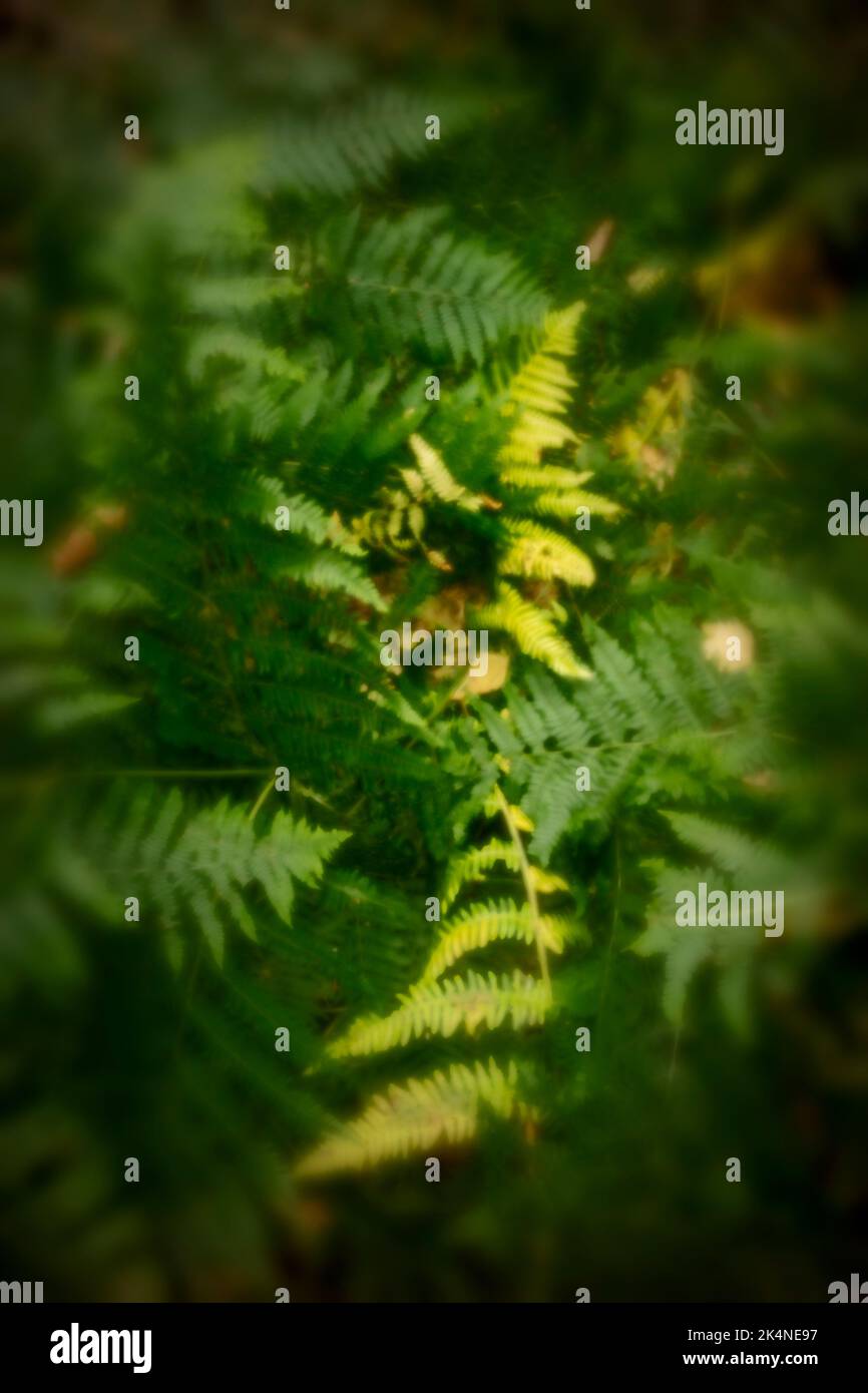 Age-defying, digital, premium, eye-catching, stand-out, high resolution ...