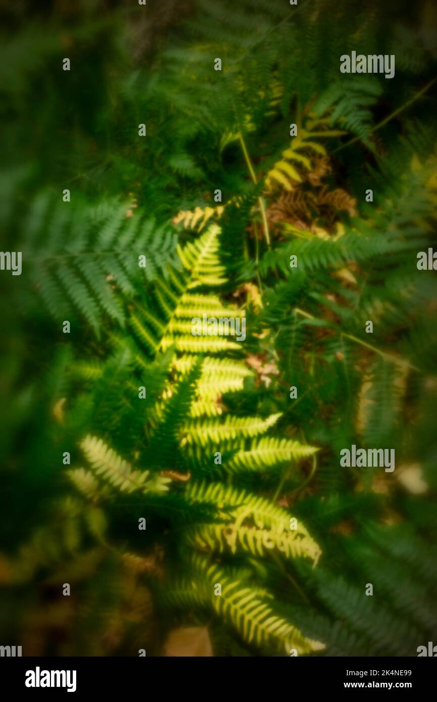 Age-defying, digital, premium, eye-catching, stand-out, high resolution ...