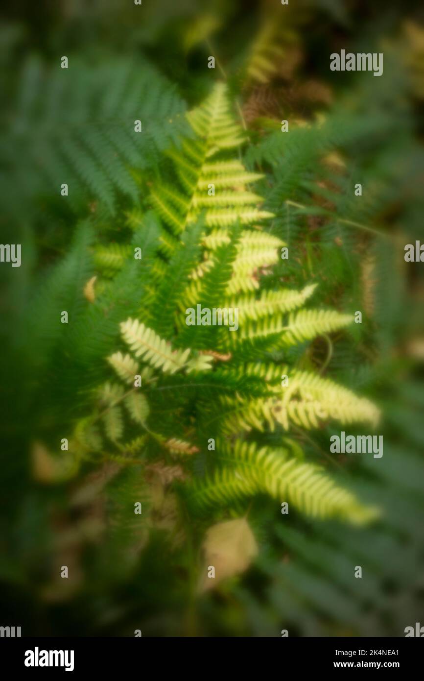 Age-defying, digital, premium, eye-catching, stand-out, high resolution ...