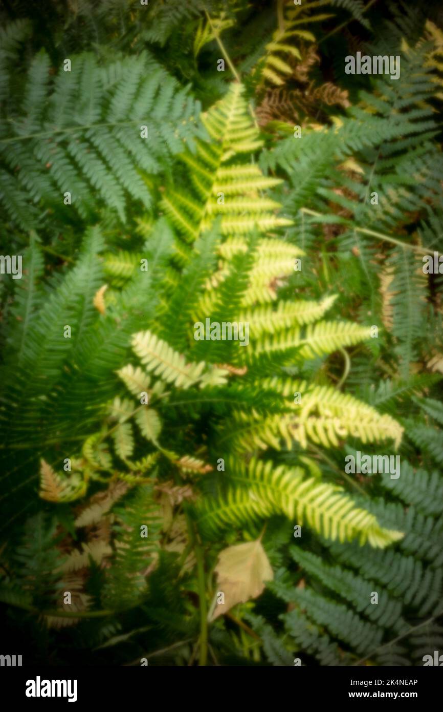 Complex vascular patterns hi-res stock photography and images - Alamy