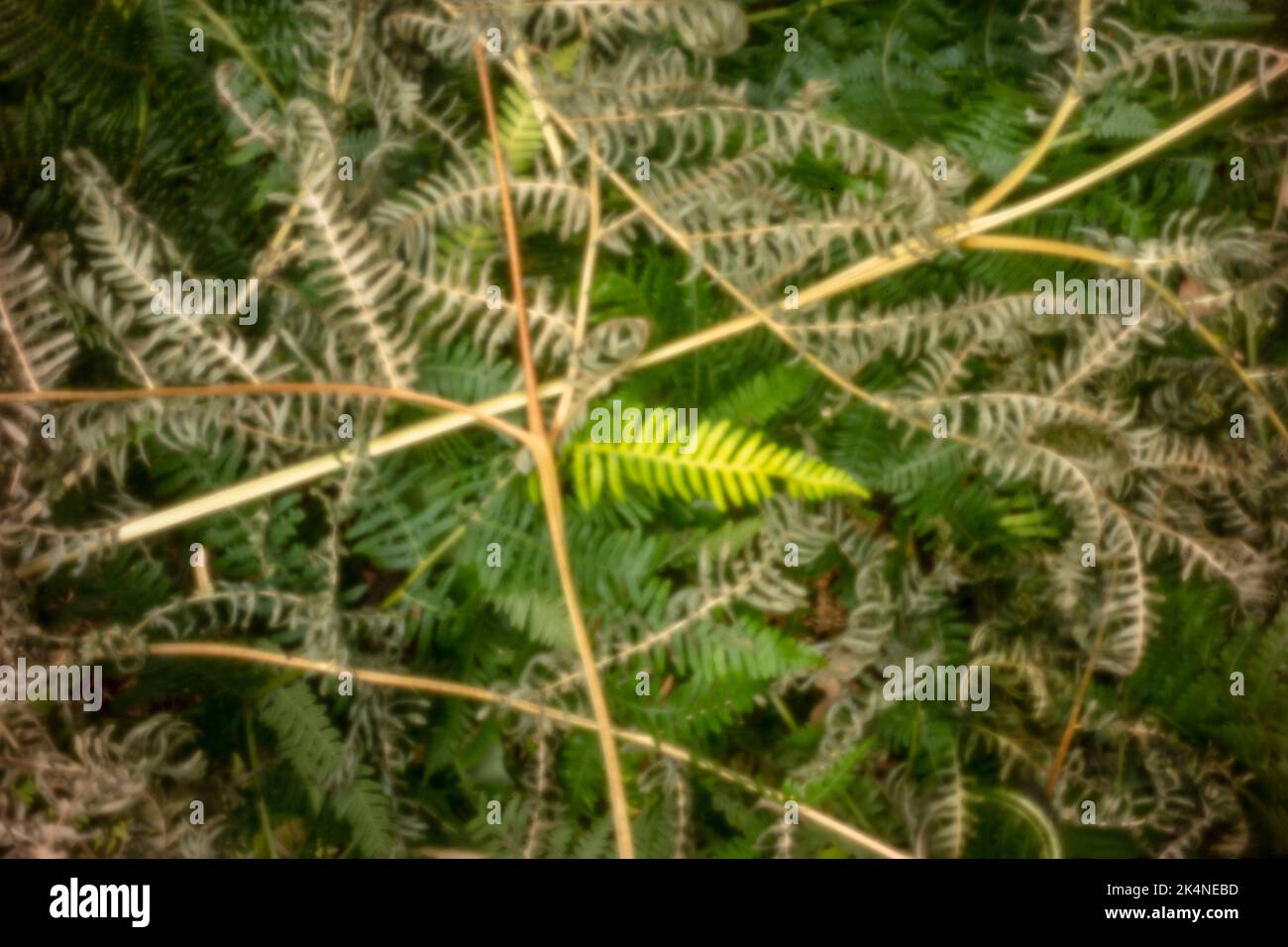 Age-defying, digital, premium, eye-catching, stand-out, high resolution ...