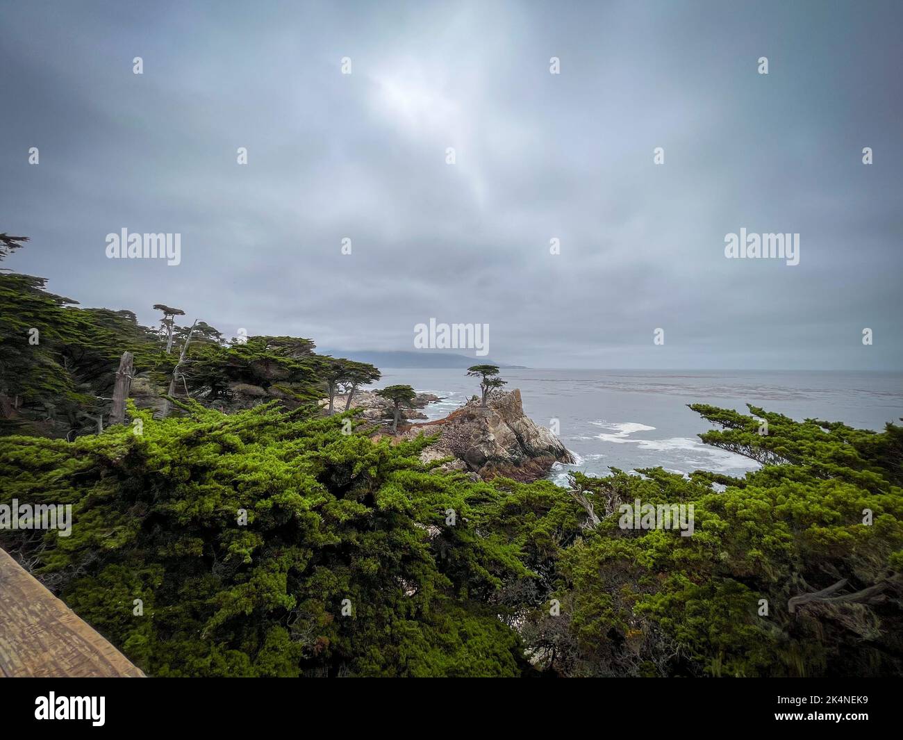 Pebble Beach Cypress Tree on the Famous 17 mile Drive Stock Photo - Alamy