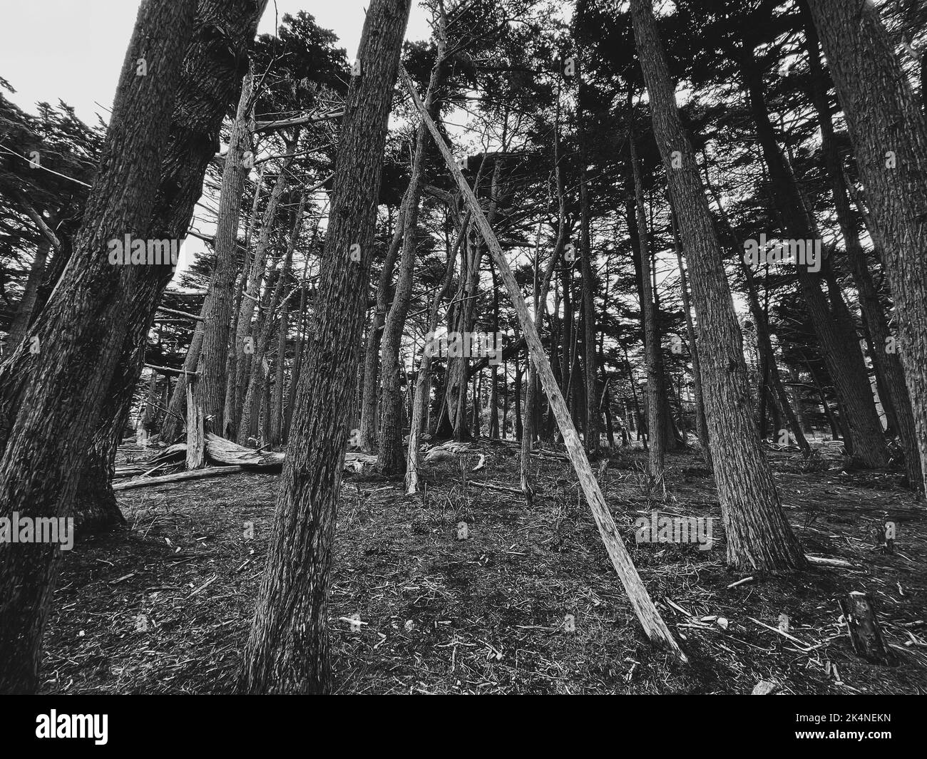 Falling tree Black and White Stock Photos & Images - Alamy