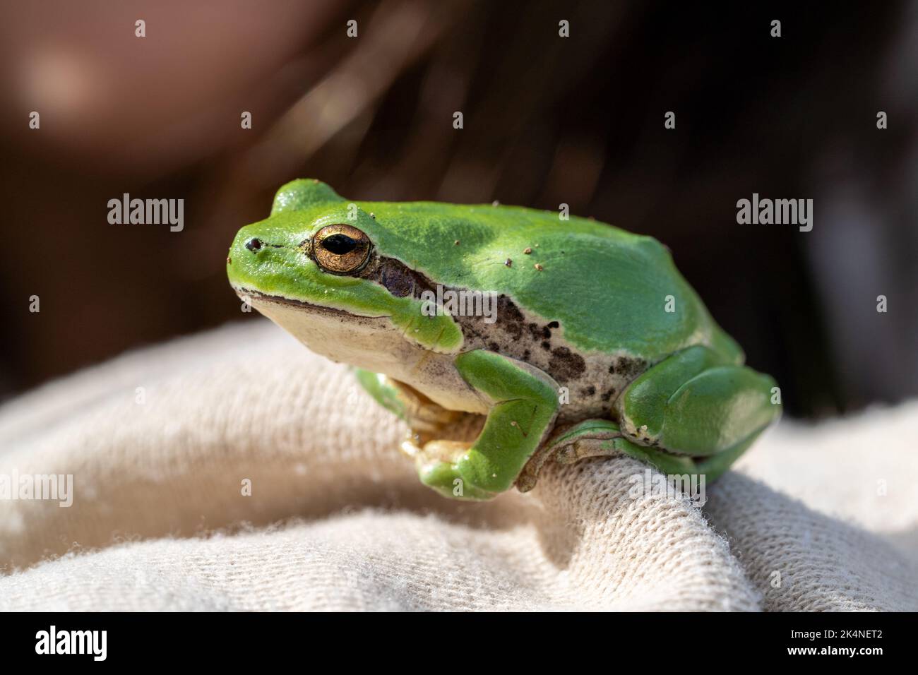 A macro shot of a Spotless tree toad Amphibian animal on white cloth ...