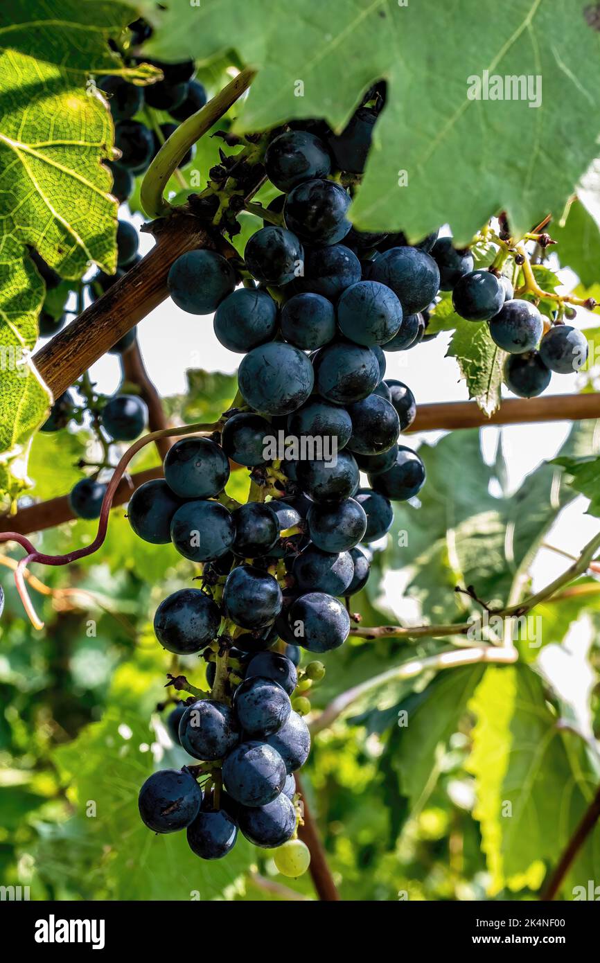 Purple grapes growing on the vine at harvest time on a late summer day ...