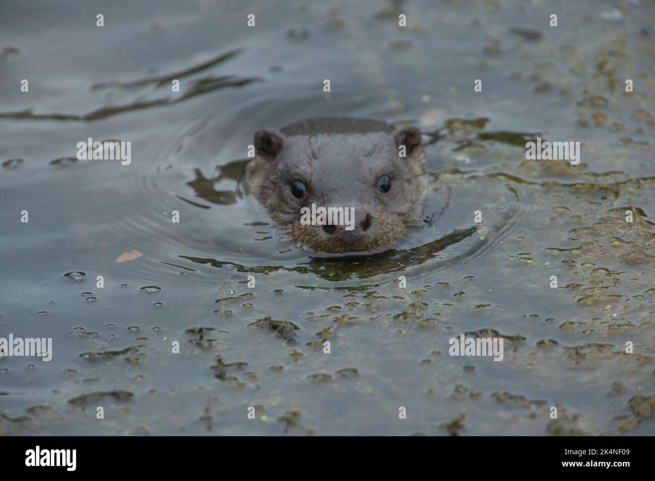 Otter swimming around eating fish taken at lower moor farm 03/102022 ...