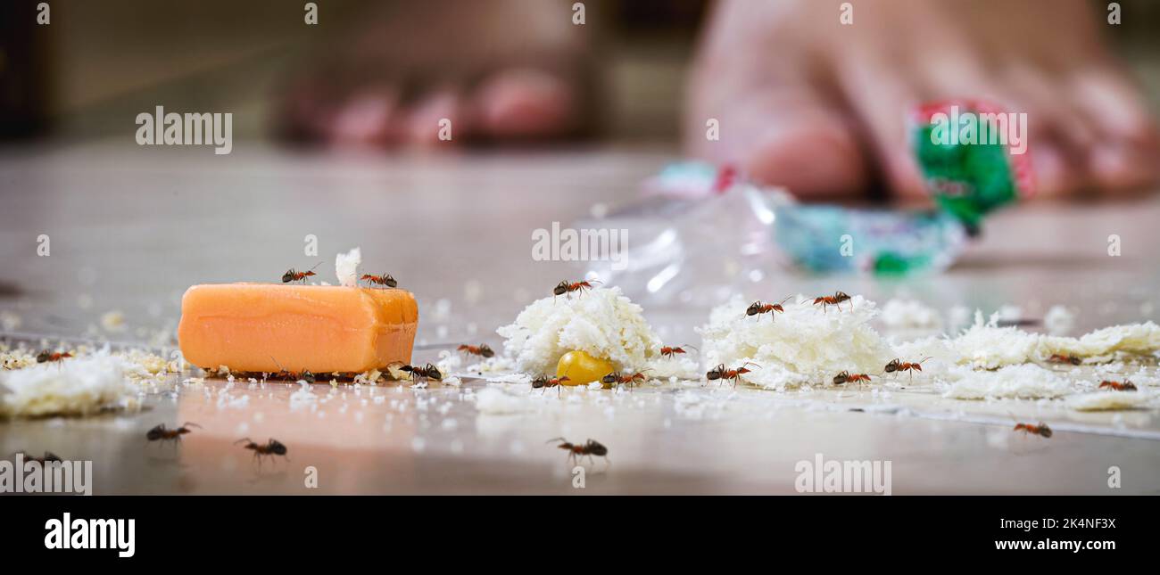 red candy ants on dirty floor, eating candy and crumbs scattered on the ...