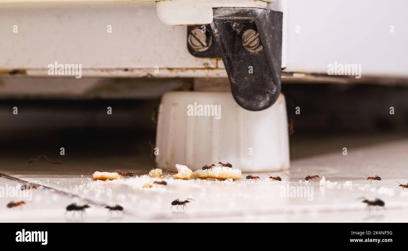 small red ants on a spoon with sugar, pest problems indoors, dirty ...