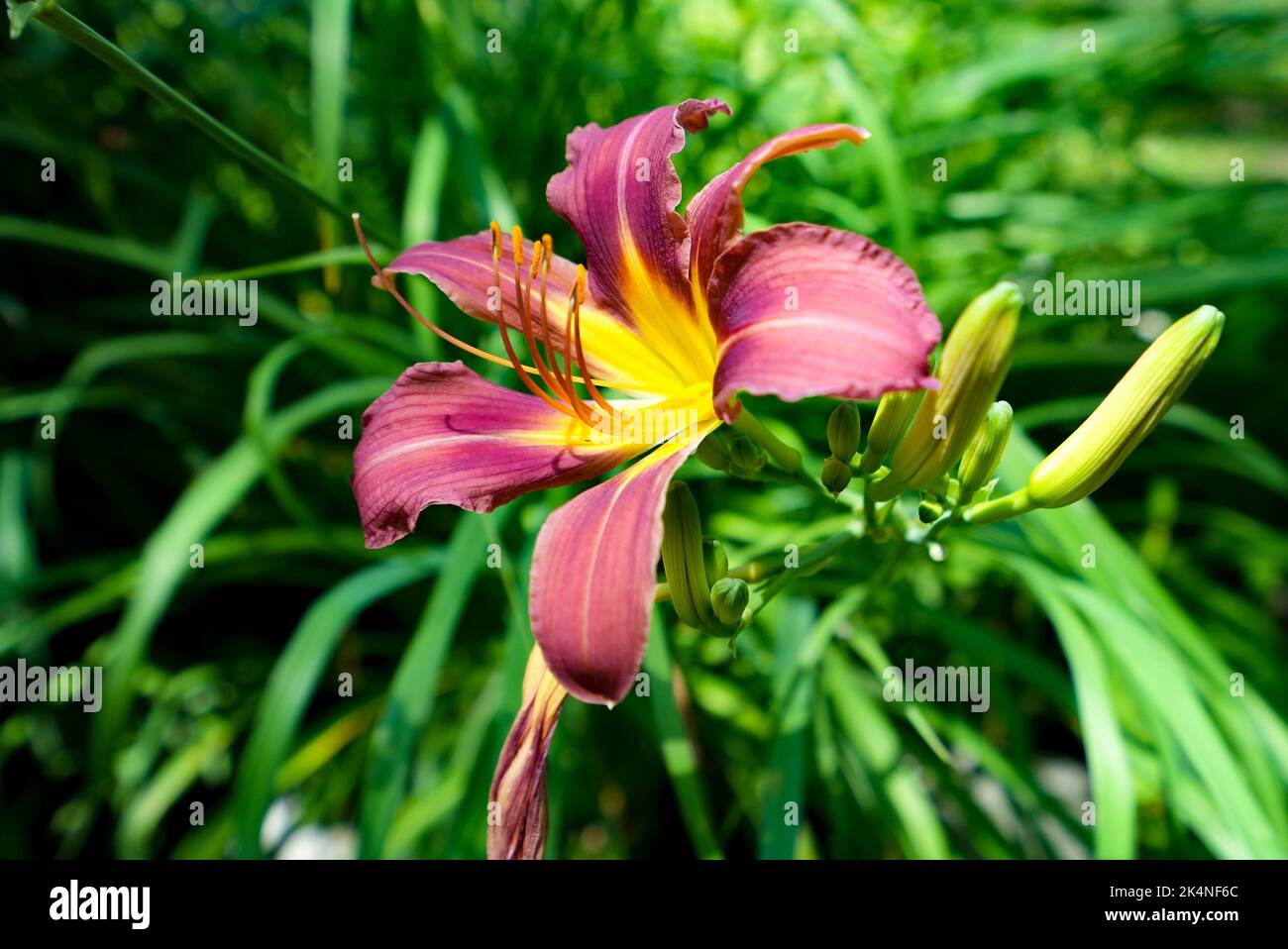 A shallow focus shot of Daylilies flower with green leaves in the garden Stock Photo - Alamy