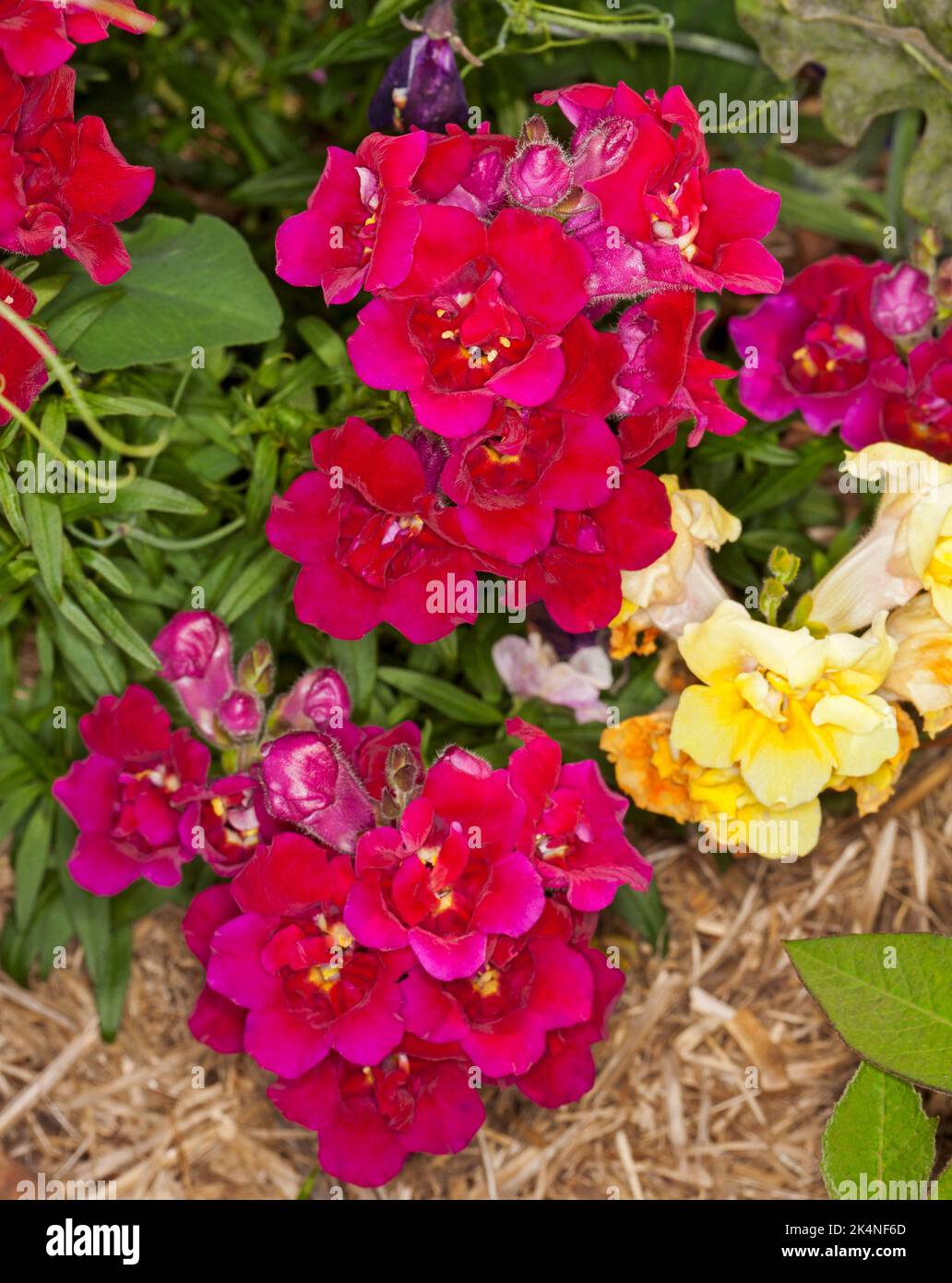 Antirrhinum 'Tetra mix' perfumed flowers Stock Photo - Alamy