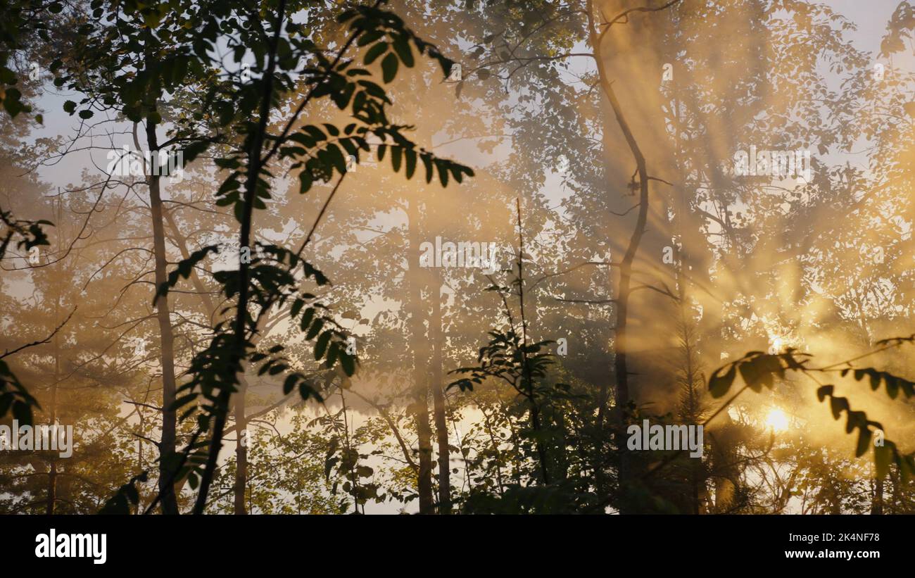 Sunset light breaks through forest tree branches. Sun rays create fog ...