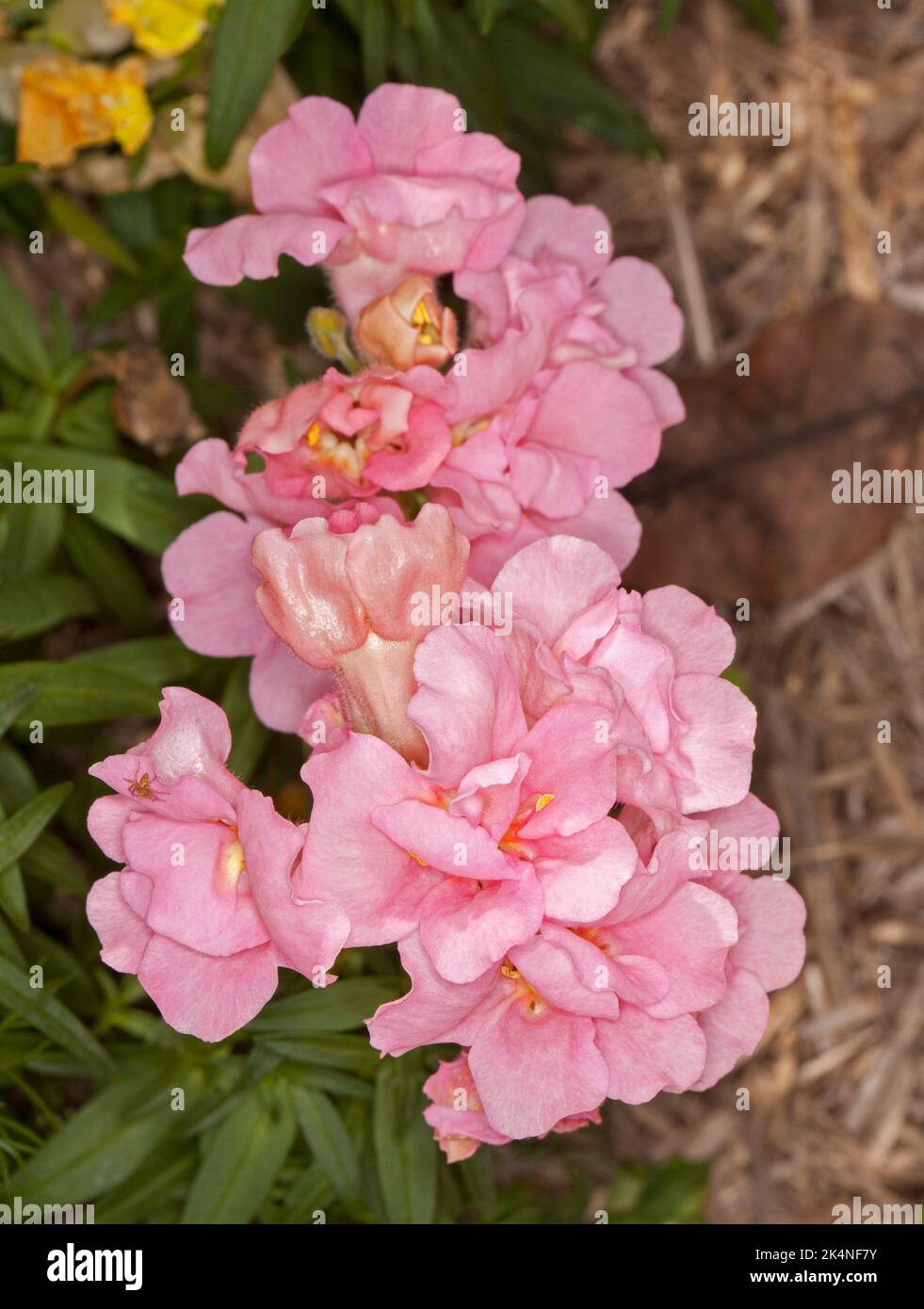 Antirrhinum 'Tetra mix' perfumed flowers Stock Photo - Alamy