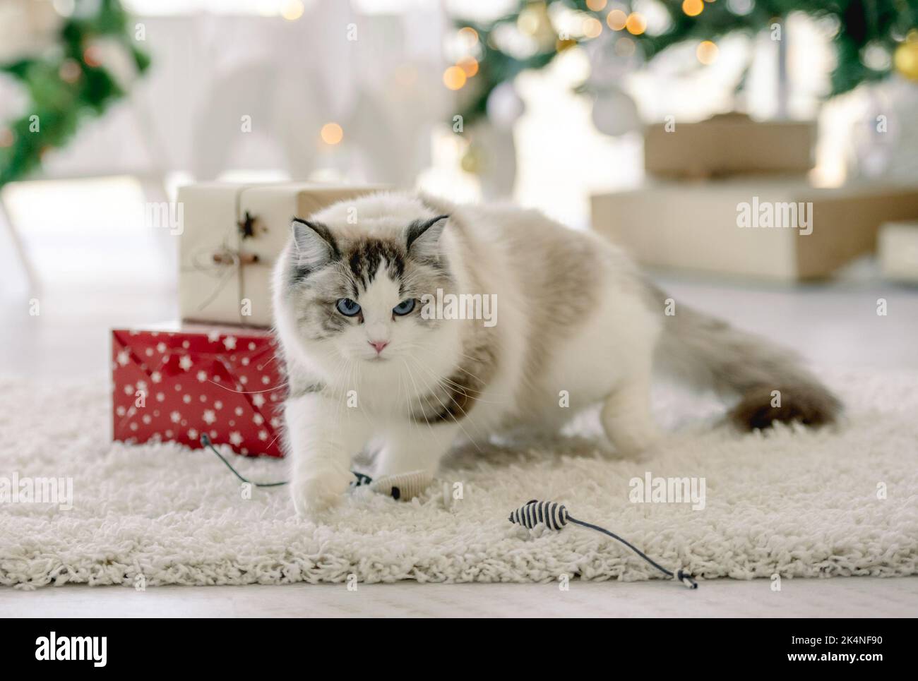 Ragdoll cat in Christmas time Stock Photo - Alamy