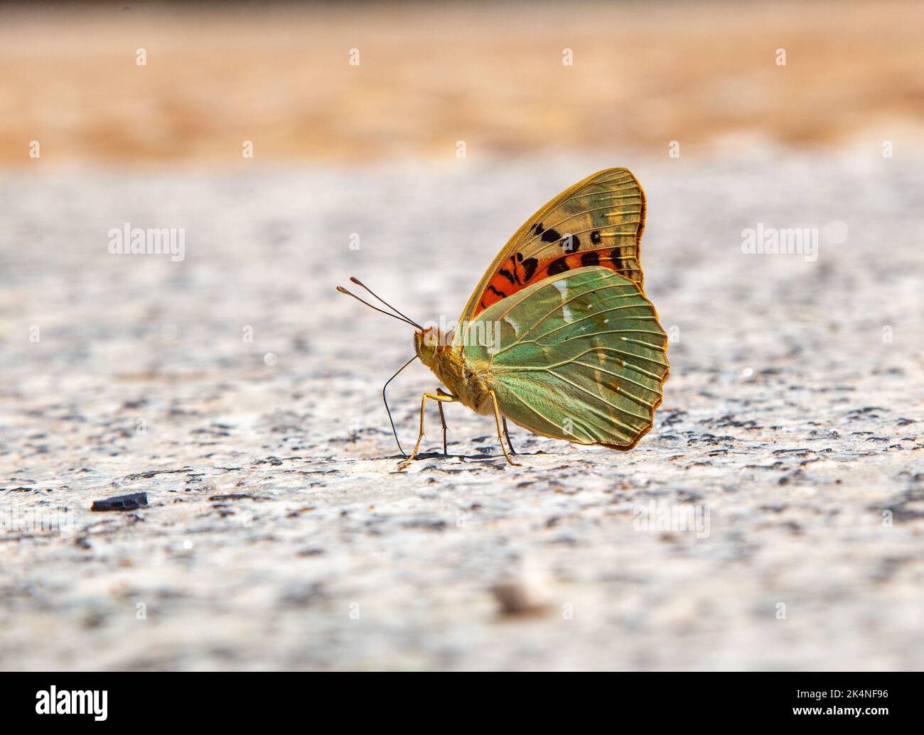 Cardinal Fritillary butterfly Argynnis pandora in the Spanish ...
