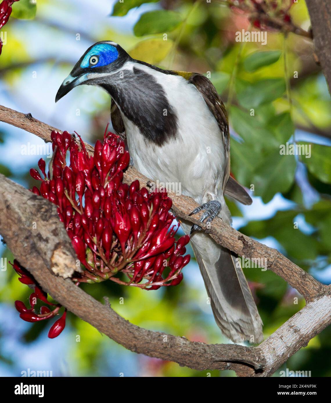 Blue-faced Honeyeater, Entomyzon cyanotis, feeding on red flowers of ...