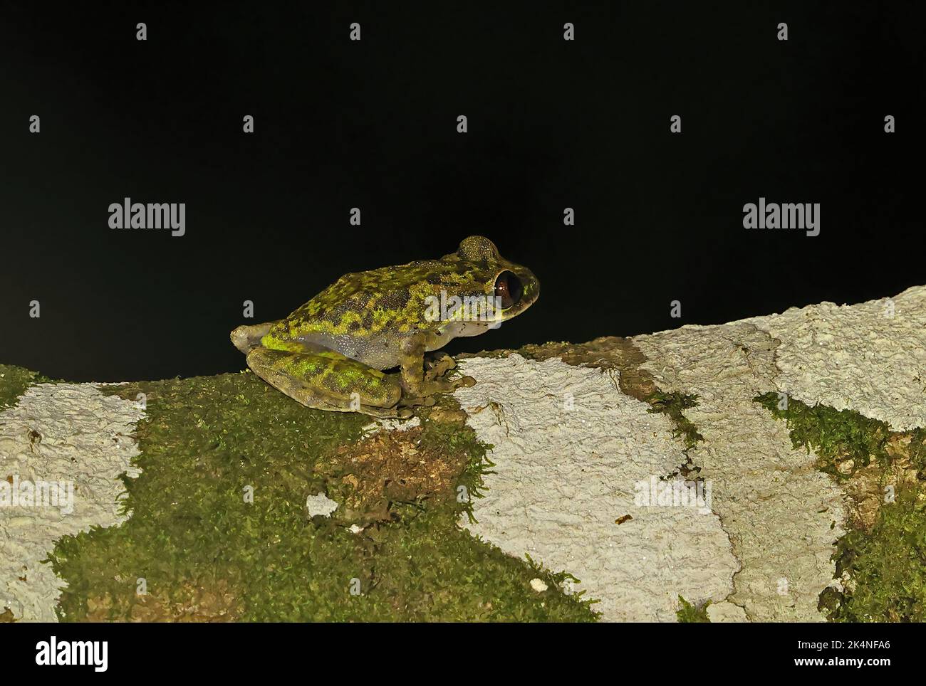 Principe giant treefrog hi-res stock photography and images - Alamy