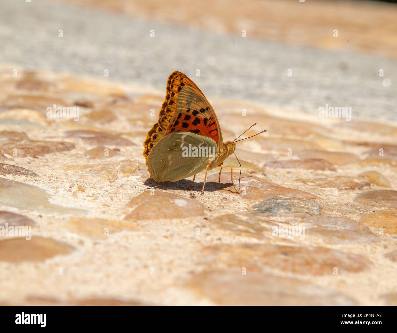 Cardinal Fritillary butterfly Argynnis pandora in the Spanish ...