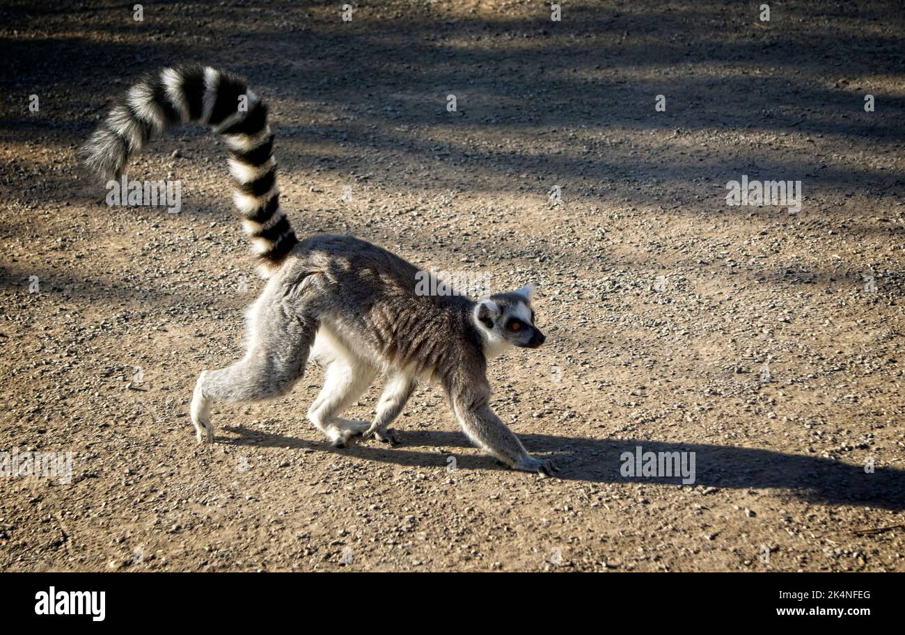 Ring-tailed lemur Calgary Zoo Alberta Stock Photo - Alamy