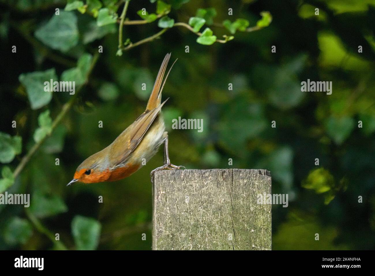 European Robin in the woods Stock Photo - Alamy