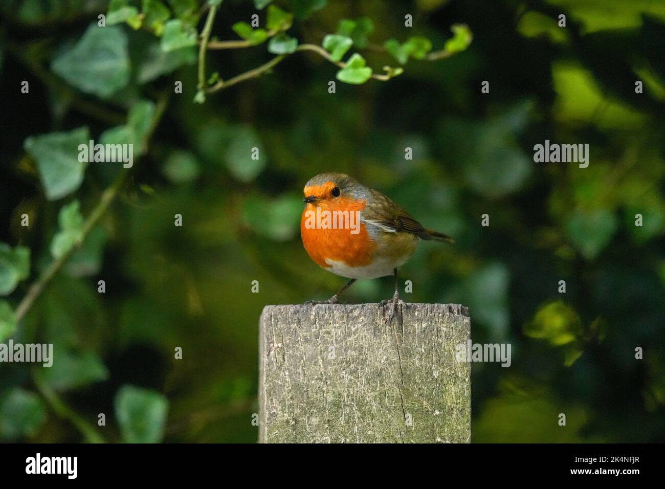 British robin red brest uk bird hi-res stock photography and images - Alamy