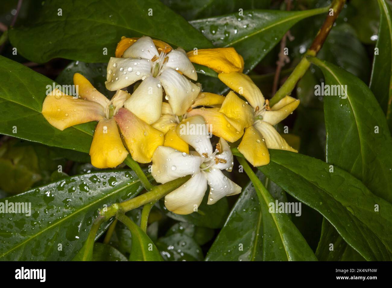 Native flowering trees australia hi-res stock photography and images ...