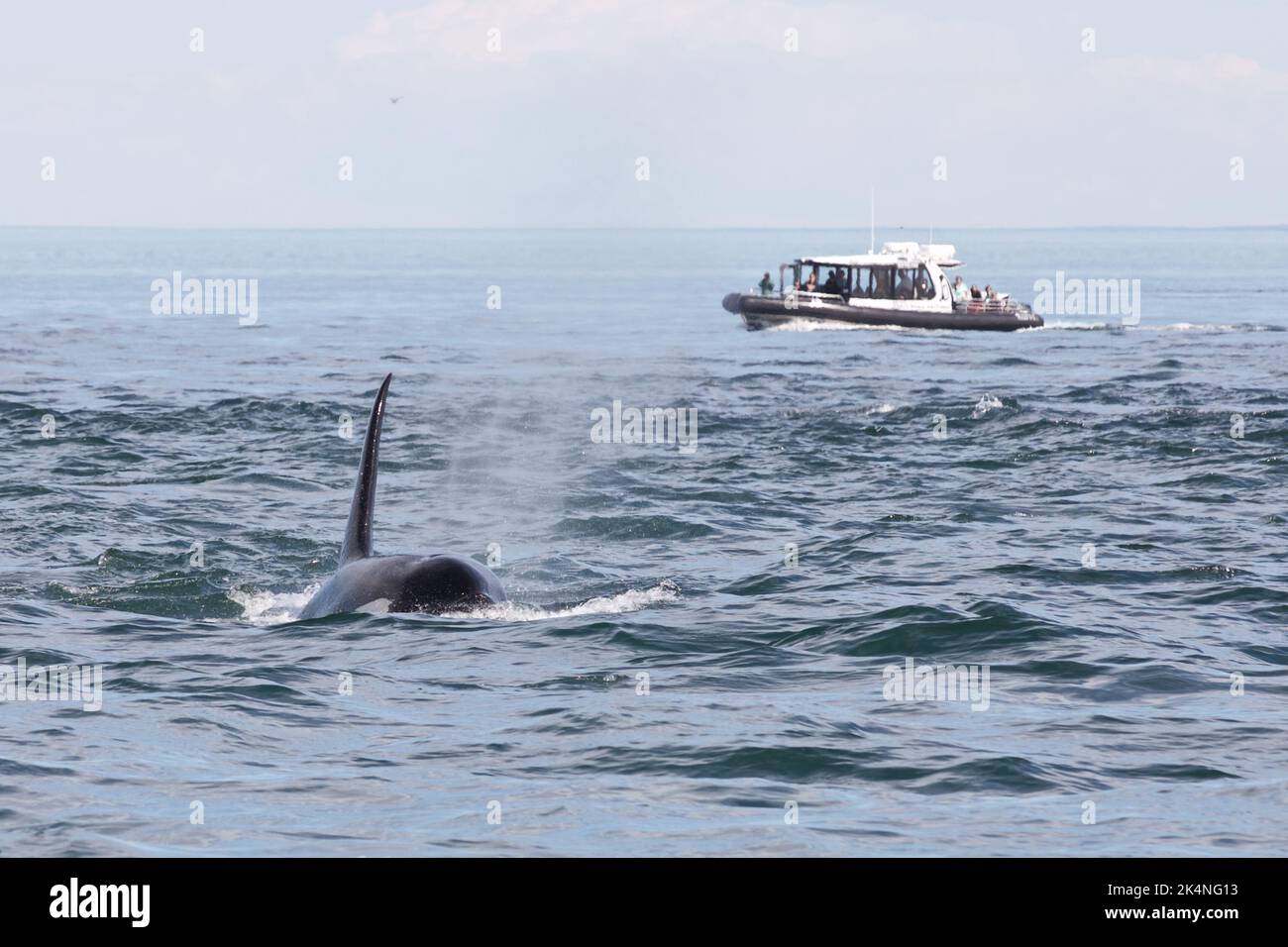 Dolphin with ship hi-res stock photography and images - Alamy