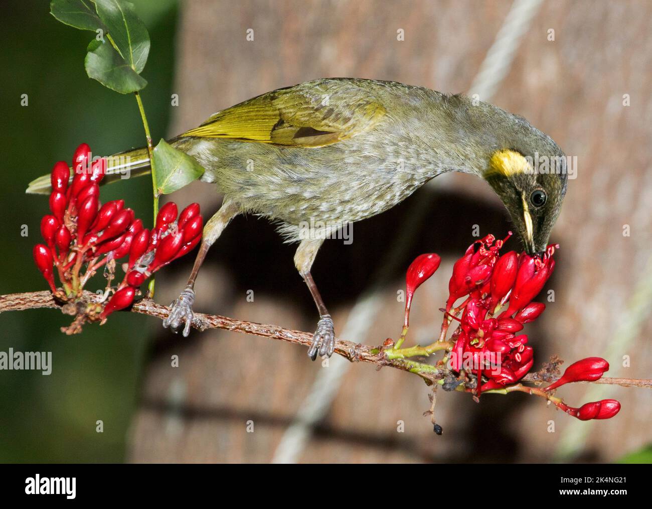 Lewins Honeyeater, Meliphaga lewinii ,feeding on nectar of red flowers ...